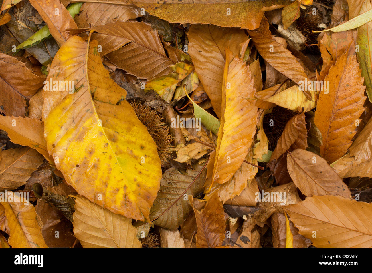 Hojas leaves hi-res stock photography and images - Alamy