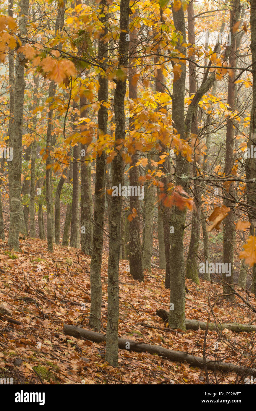 Fall on the forest Stock Photo - Alamy