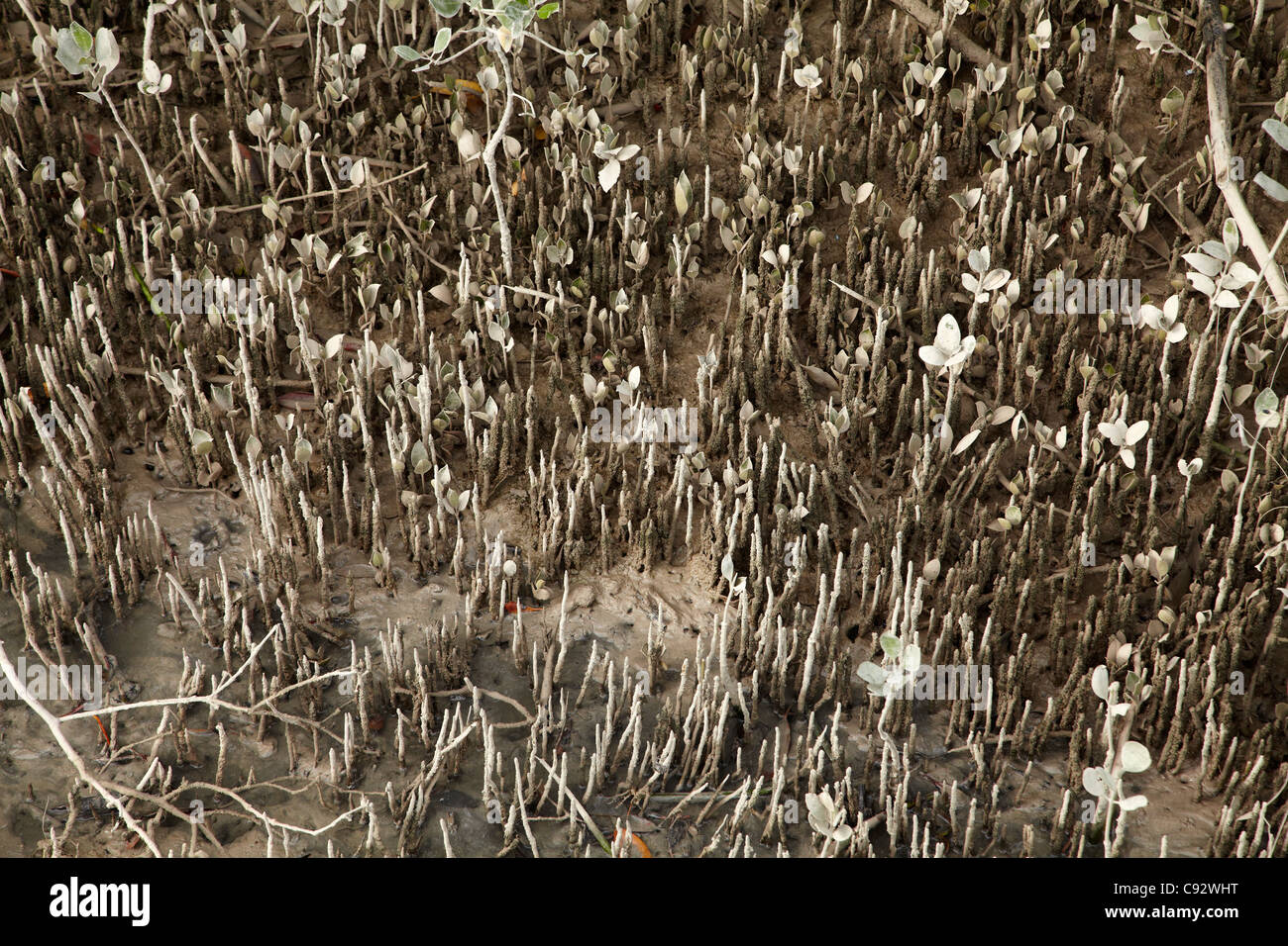 Mangrove shoots, Broome, Kimberley Region, Western Australia, Australia ...
