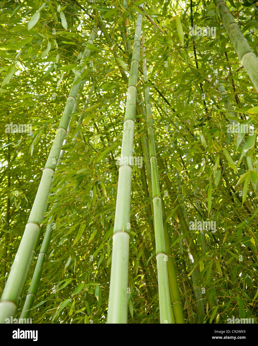 Indigenous bamboo is common in many places in Tuscany. Here the bamboo ...