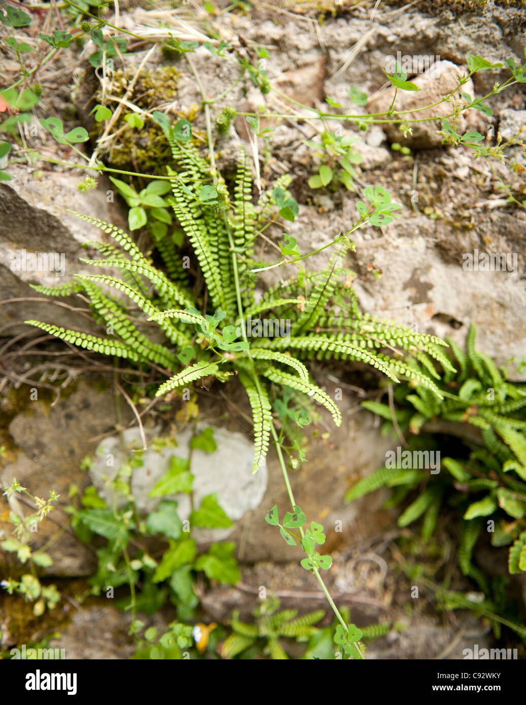 Ferns are often oppotunistic and grow in unusual places such as cracks ...