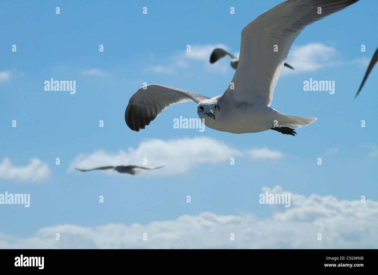Seagull camera hi-res stock photography and images - Alamy