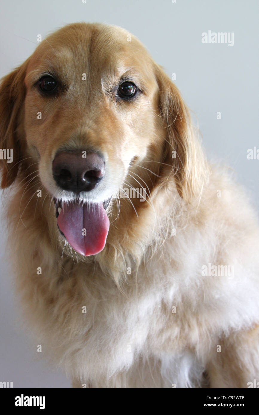 American Golden Retriever dog. Focus on the eyes Stock Photo - Alamy