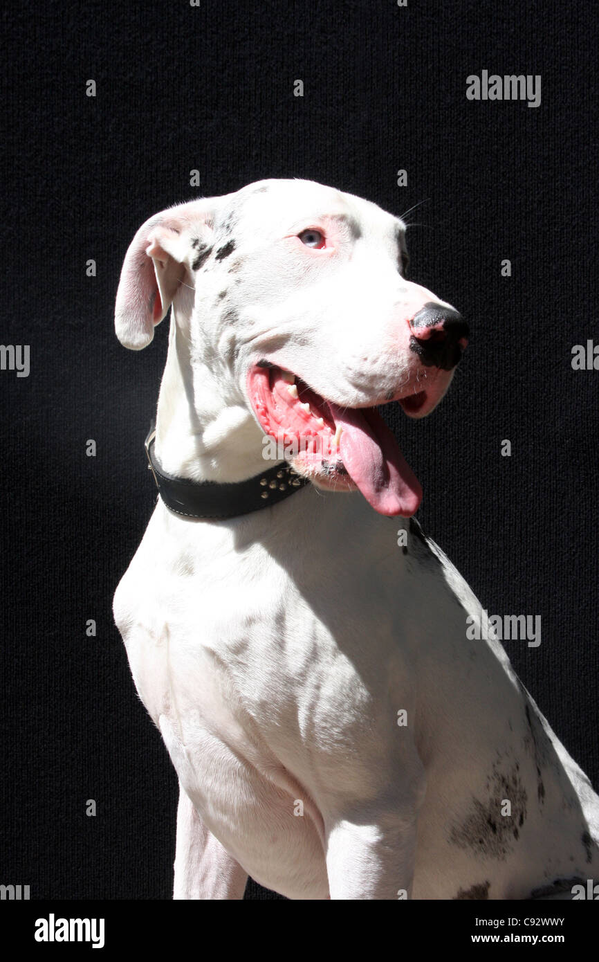 White Great Dane dog Stock Photo - Alamy