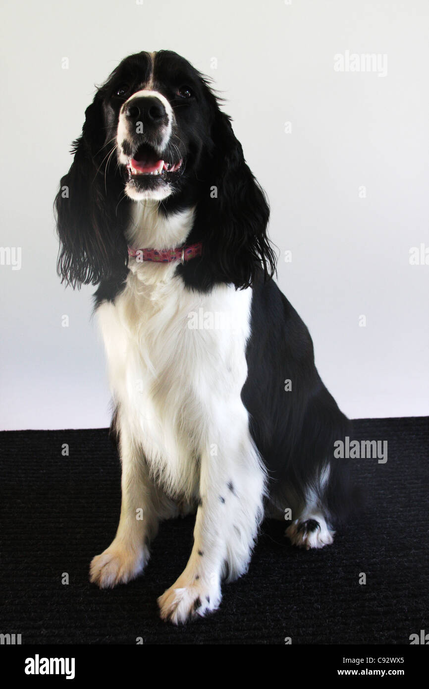 Black and white English Springer Spaniel dog Stock Photo - Alamy