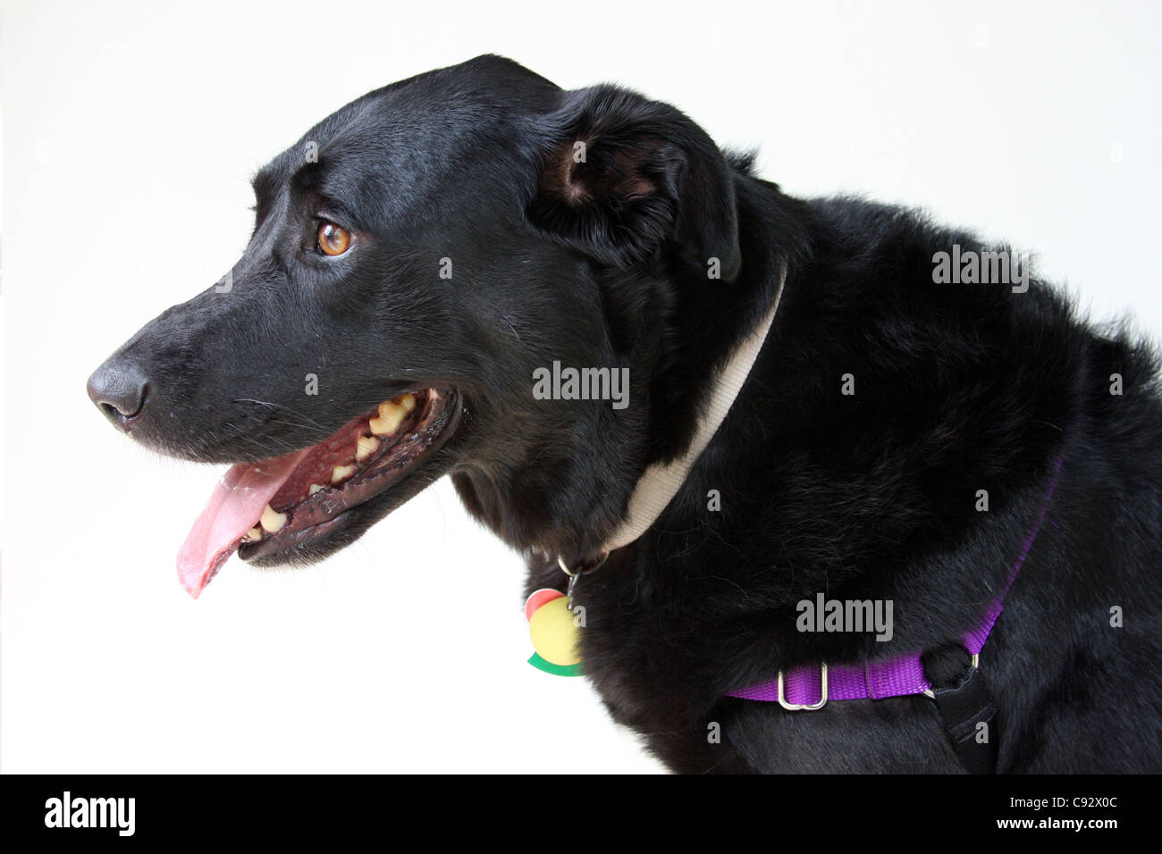 Lab labrador mutt breed hi-res stock photography and images - Alamy