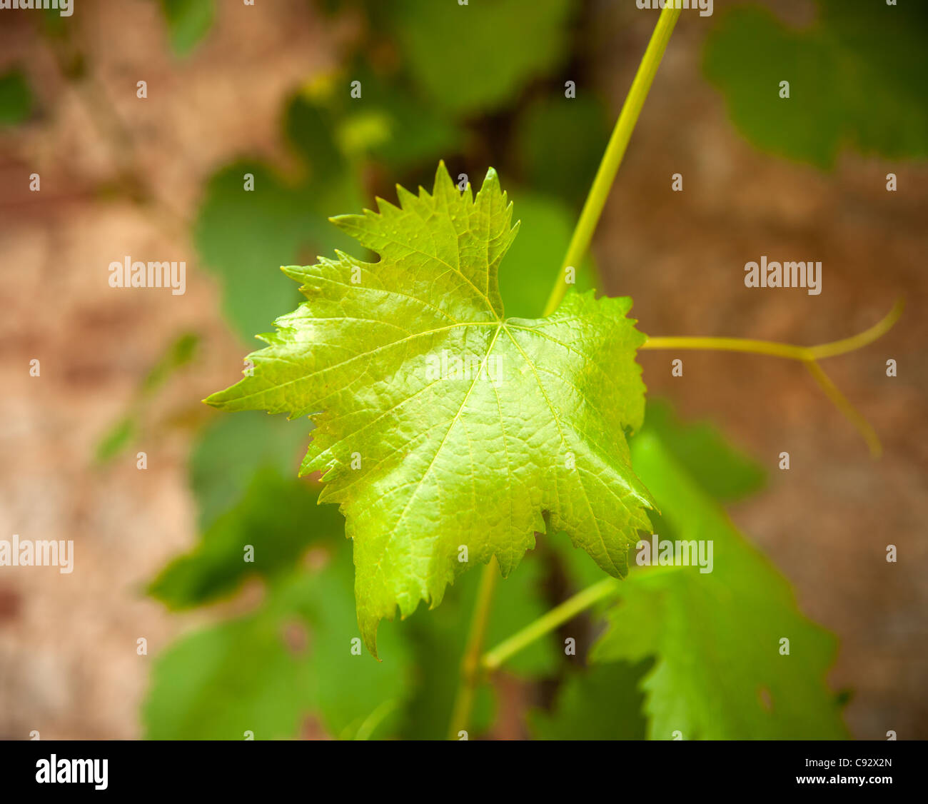Climate grape growing hi-res stock photography and images - Alamy