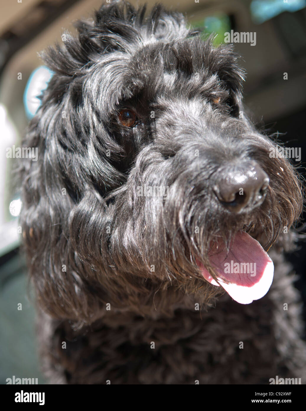The Portuguese Water Dog is a breed of working dog originally from the ...