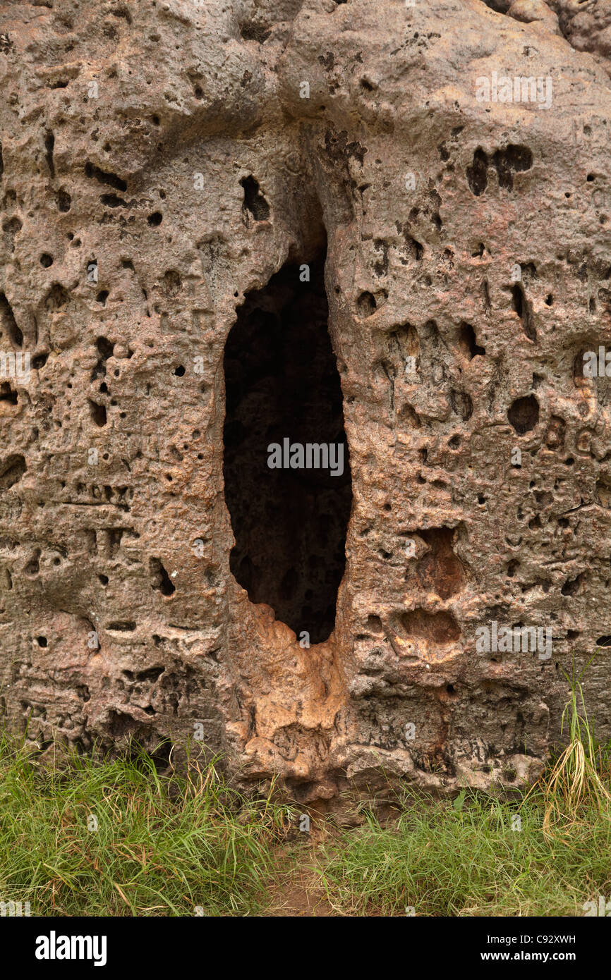 Historic Boab Prison Tree, Derby, Kimberley Region, Western Australia ...
