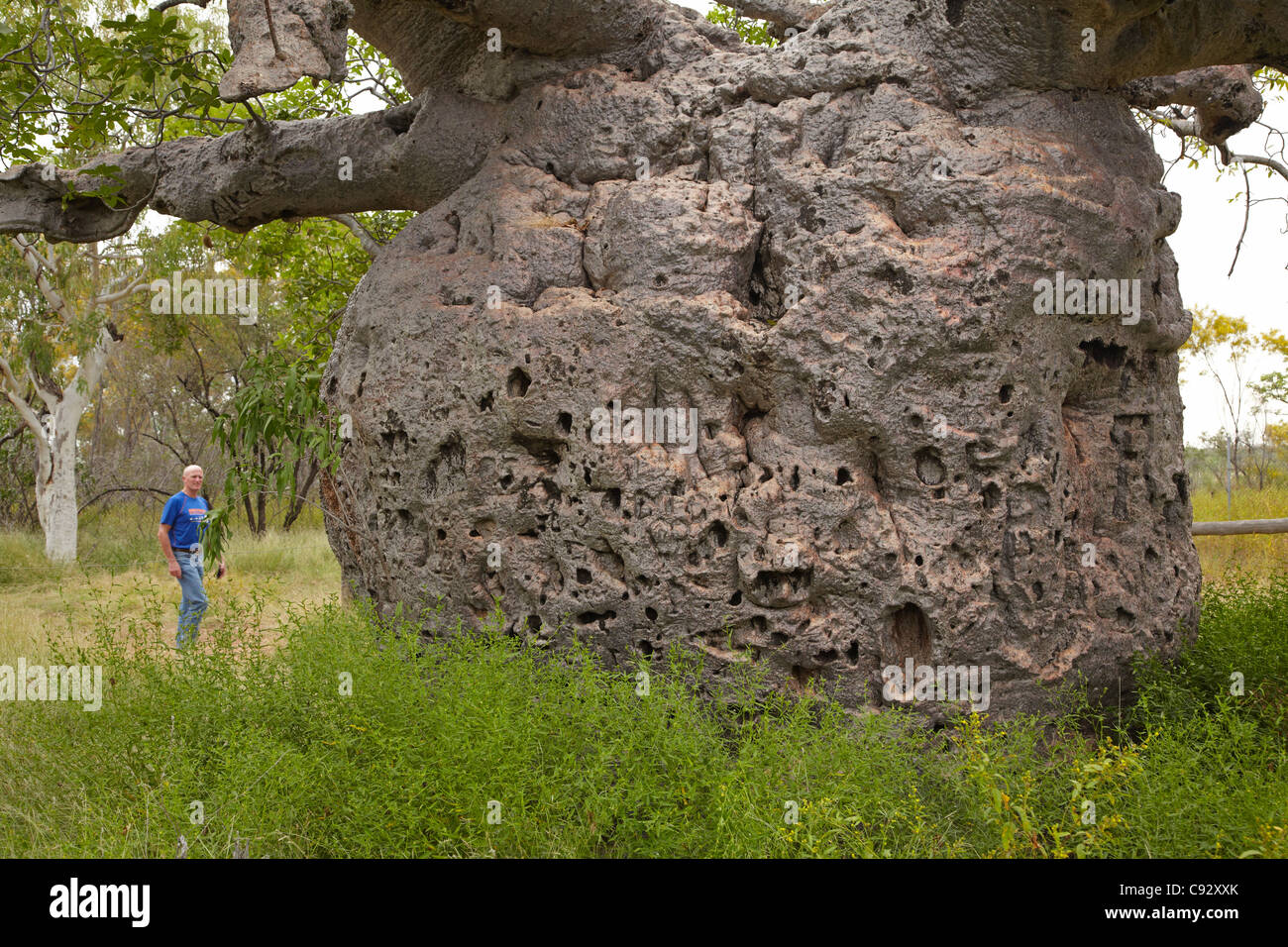 Historic Boab Prison Tree, Derby, Kimberley Region, Western Australia ...