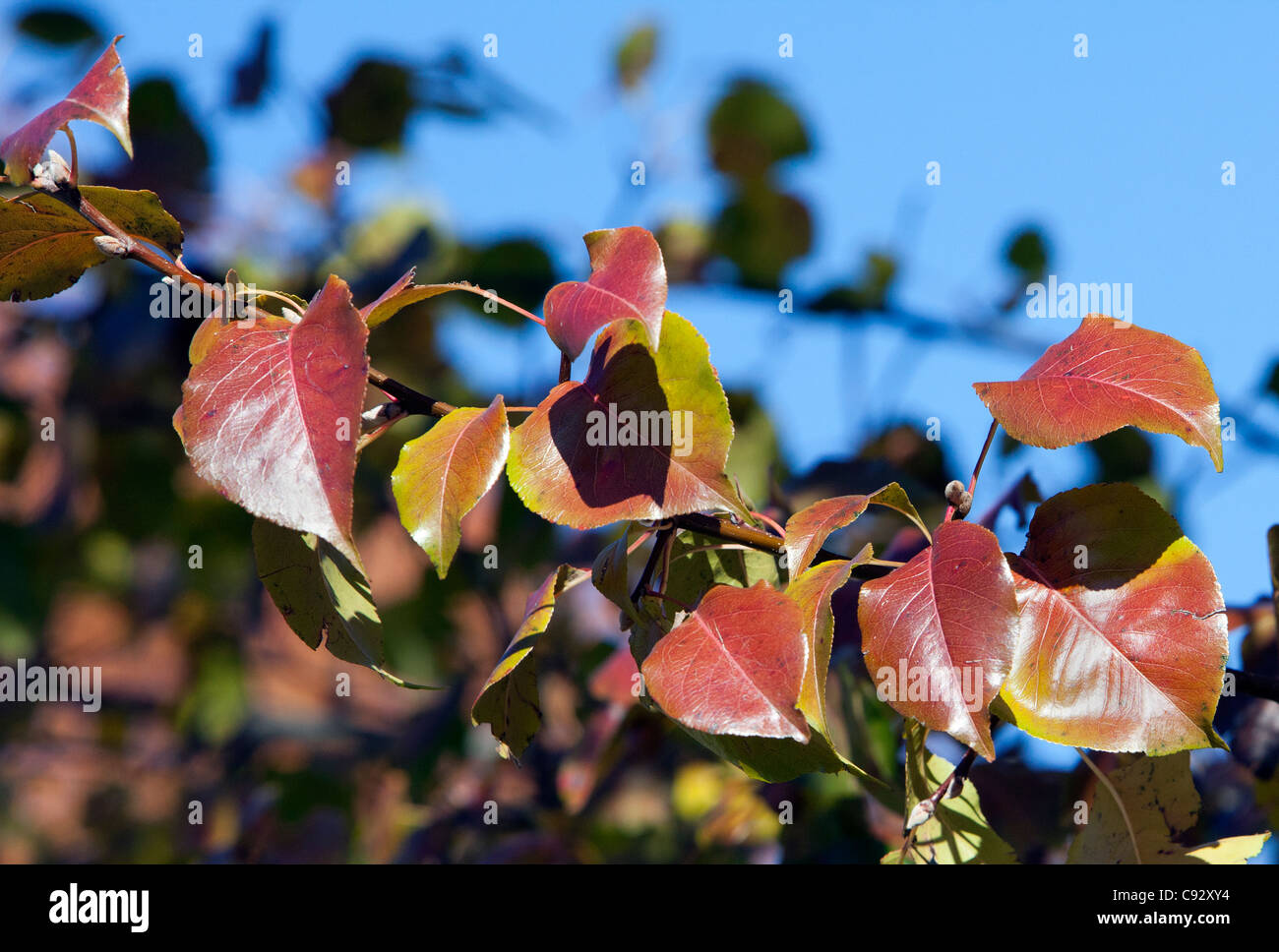 Colourful colorful autumn leaves Stock Photo - Alamy