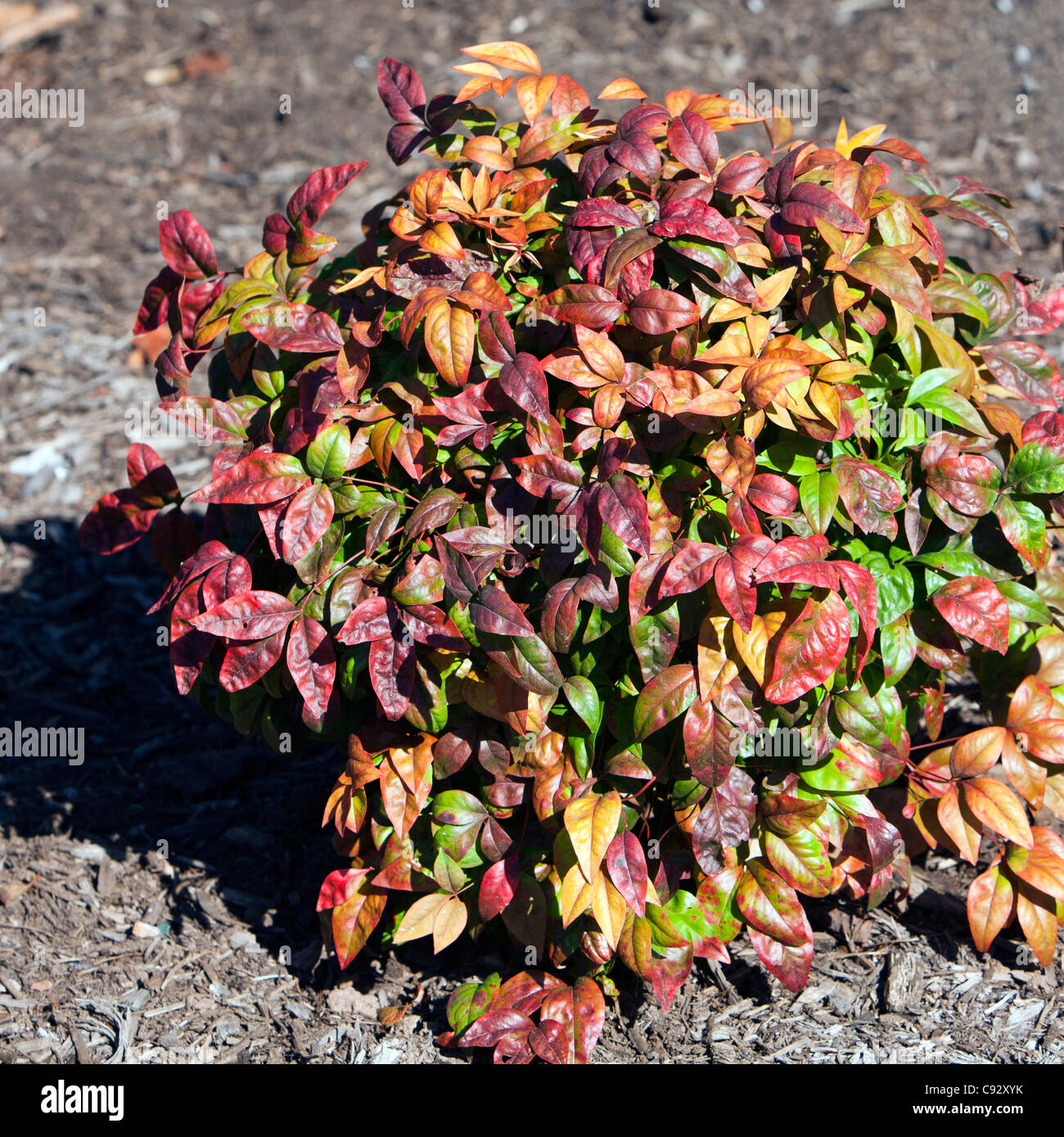 Colorful colourful autumn bush shrub Stock Photo - Alamy