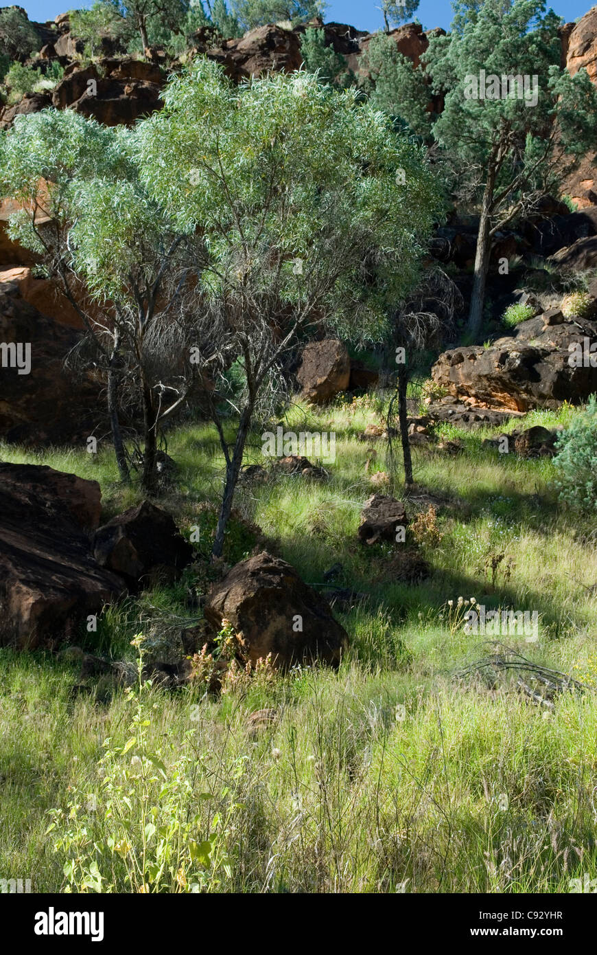 N'Dhala Gorge contains thousands of rock carvings (petroglyphs) by the ...