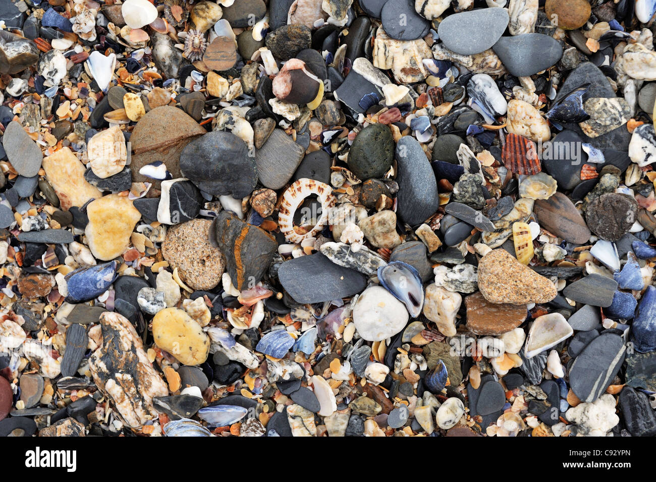 Shell texture hi-res stock photography and images - Alamy