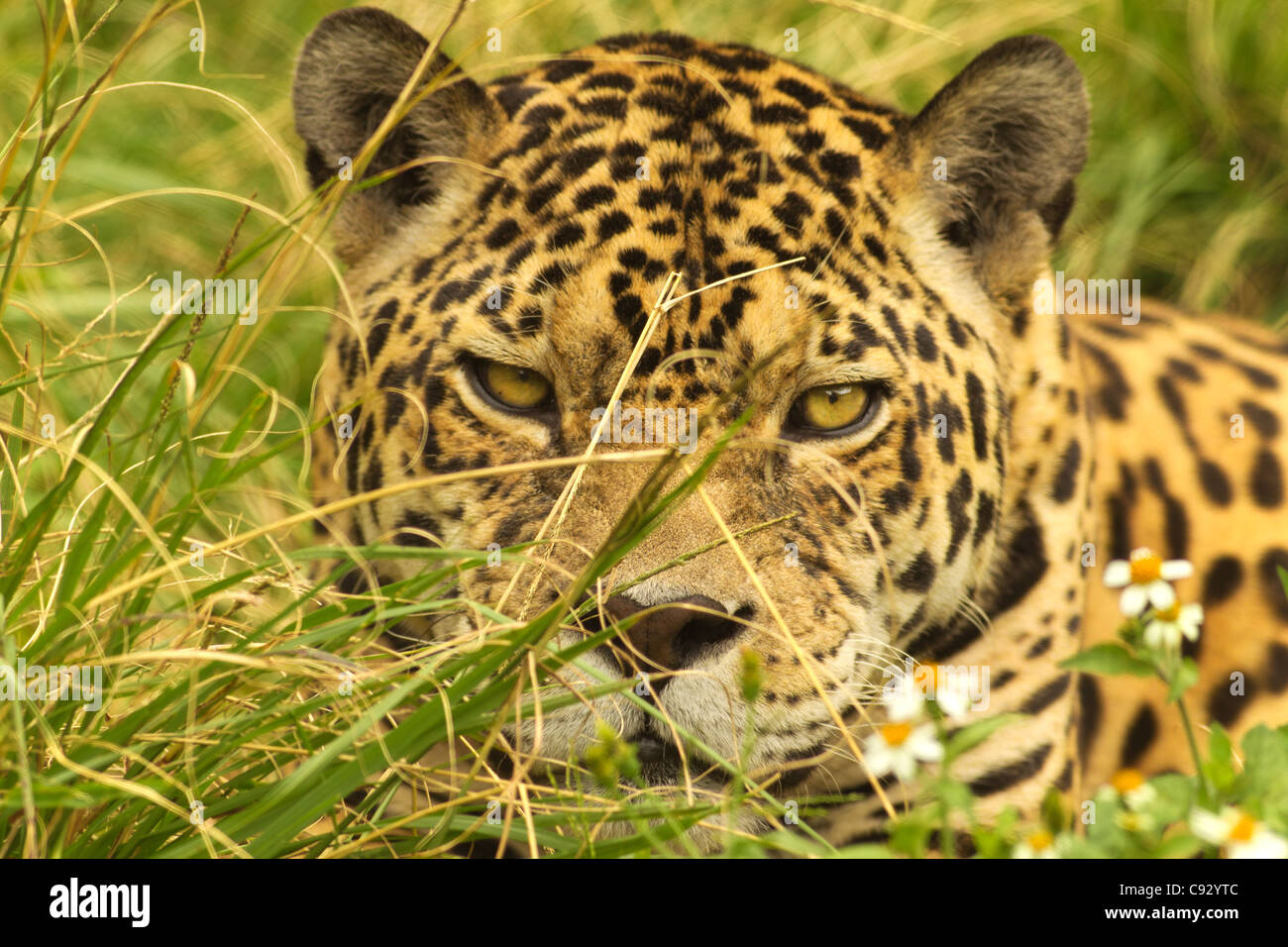 Ferocious Adult Male Jaguar Close Up Ground Level View Stock Photo - Alamy