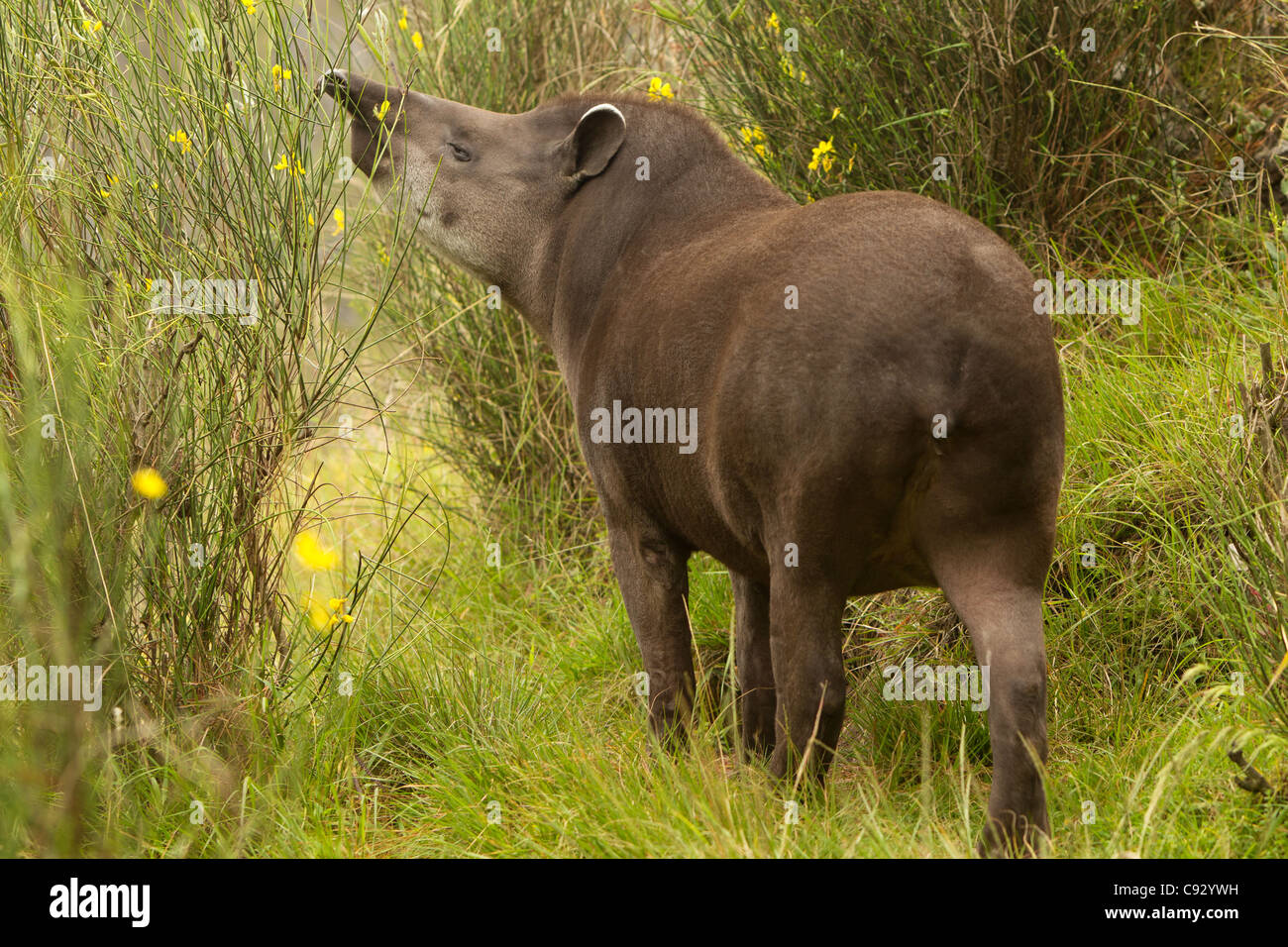 Adult Female Mountain Tapir In The Wood Shot In The Ecuadorian ...