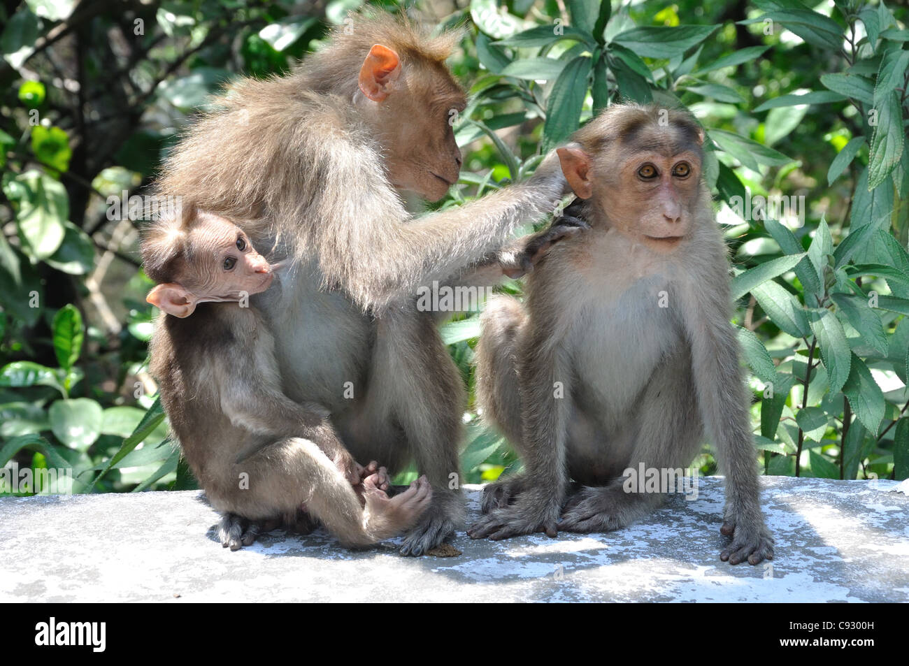 Bonnet macaque baby hi-res stock photography and images - Alamy