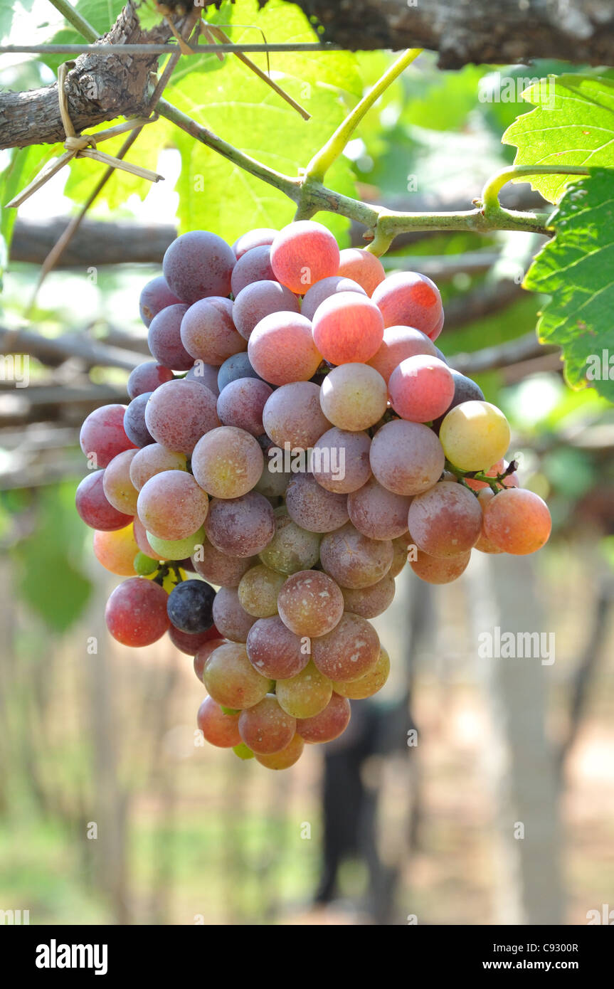 Grapes of south india hi-res stock photography and images - Alamy