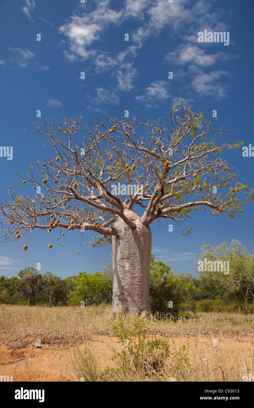 Boab tree, near Warmun (Turkey Creek), Great Northern Highway ...