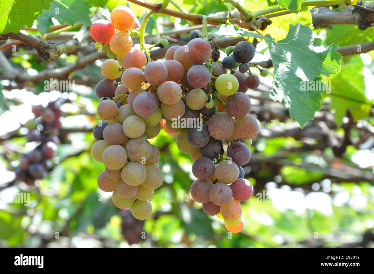 Vineyard of South India Stock Photo - Alamy
