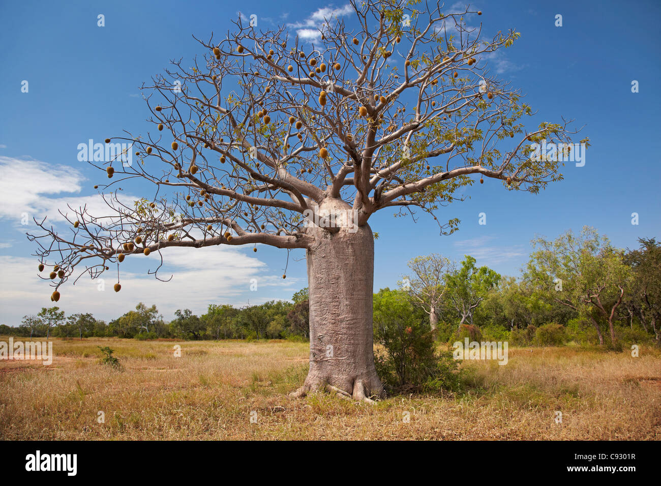 Boab tree, near Warmun (Turkey Creek), Great Northern Highway ...