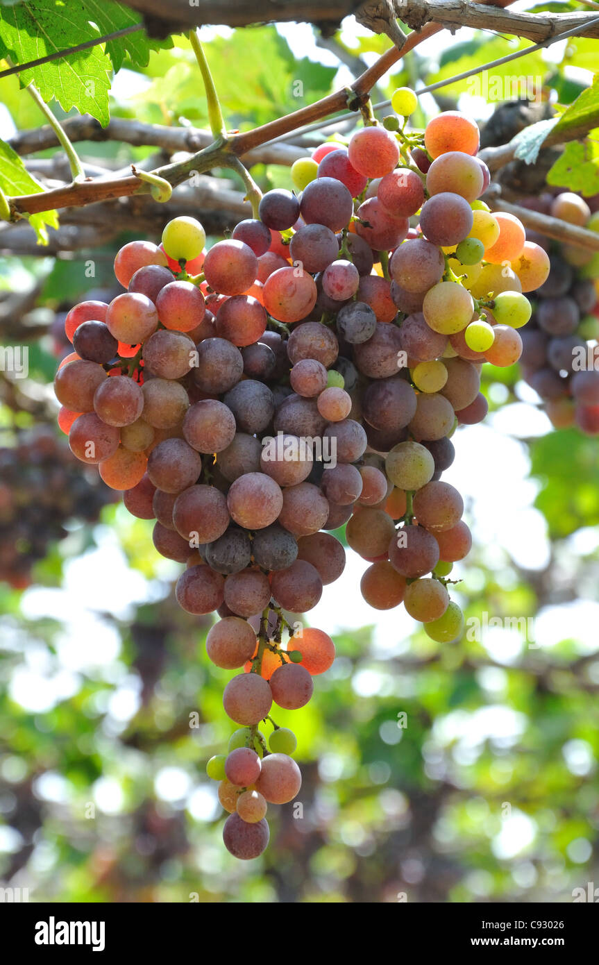 Grapes of South India Stock Photo - Alamy