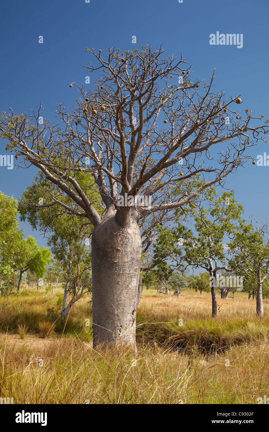 Boab tree, near Warmun (Turkey Creek), Great Northern Highway ...