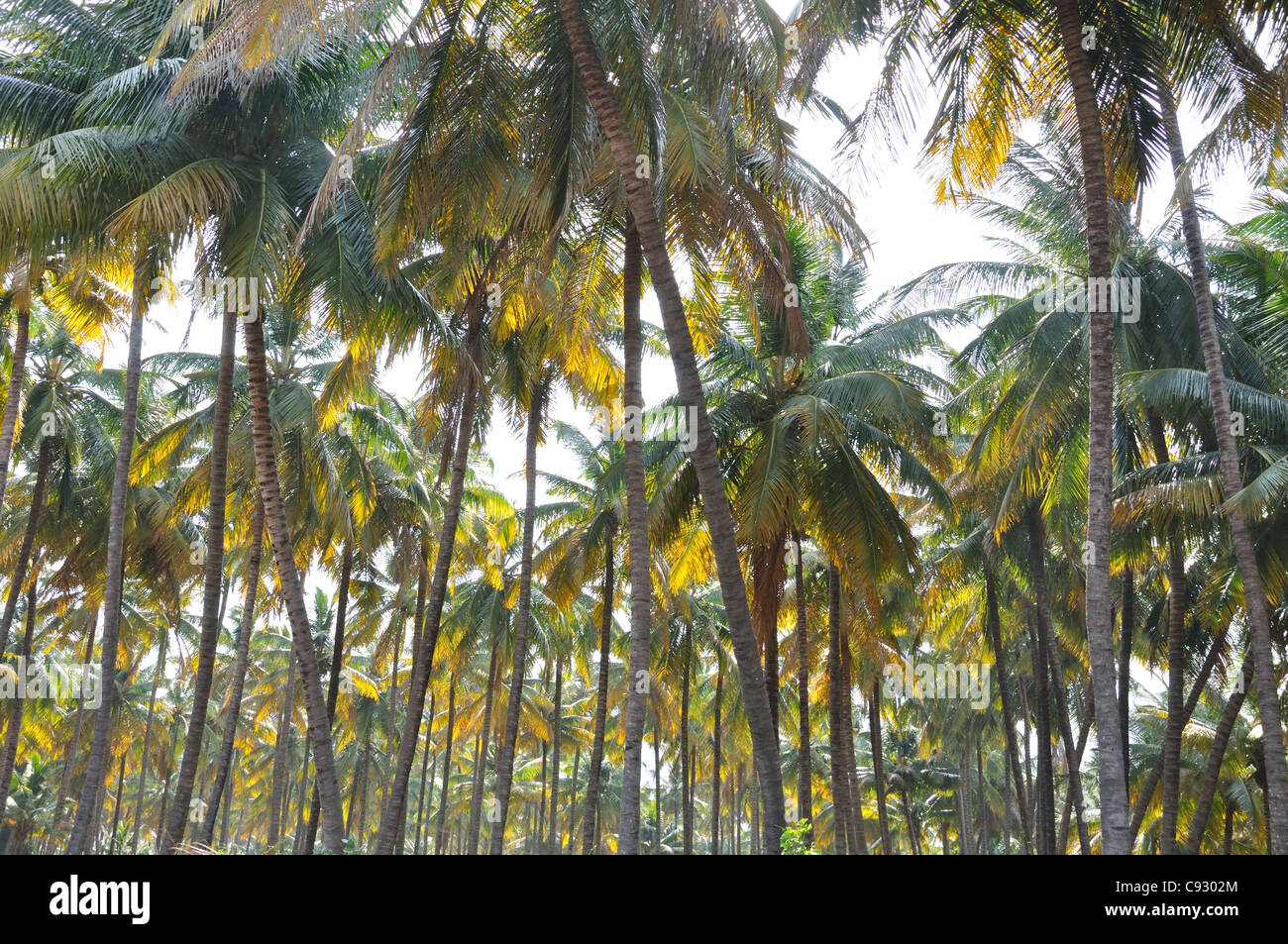 Coconut Trees of Kerala Stock Photo - Alamy