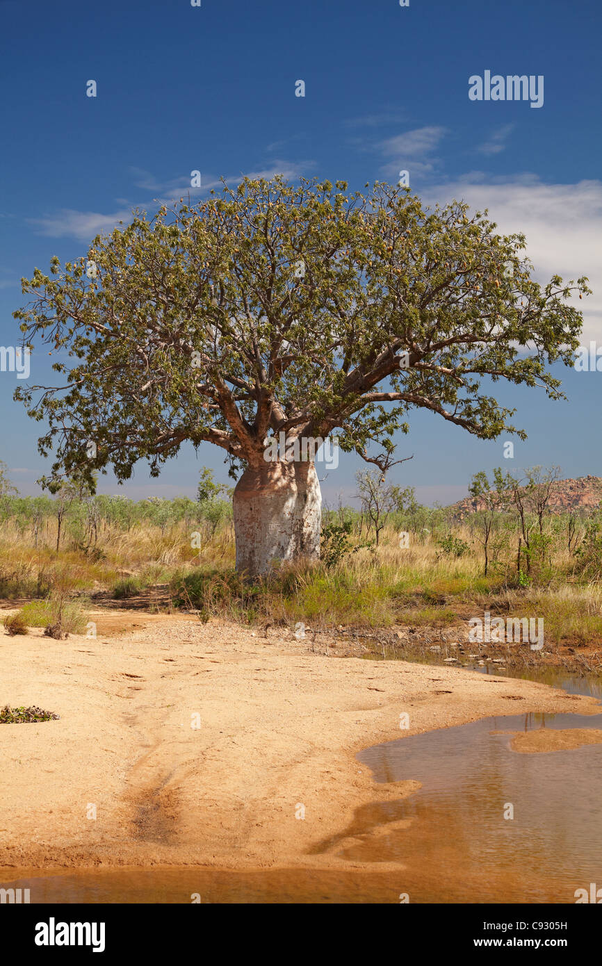 Bottle tree adansonia gregorii hi-res stock photography and images - Alamy