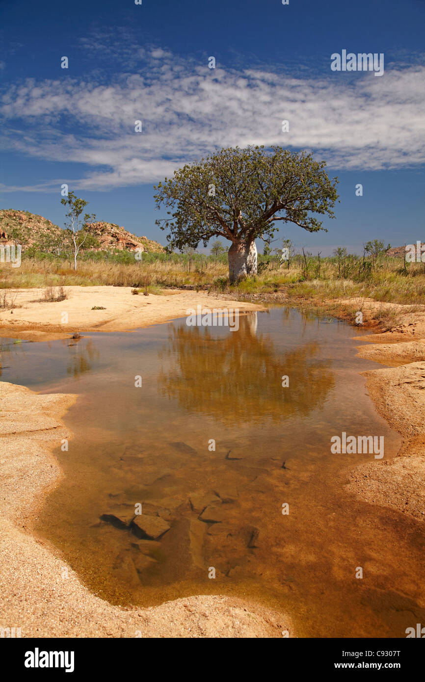Boab tree, and seasonal waterhole, Great Northern Highway, Kimberley ...