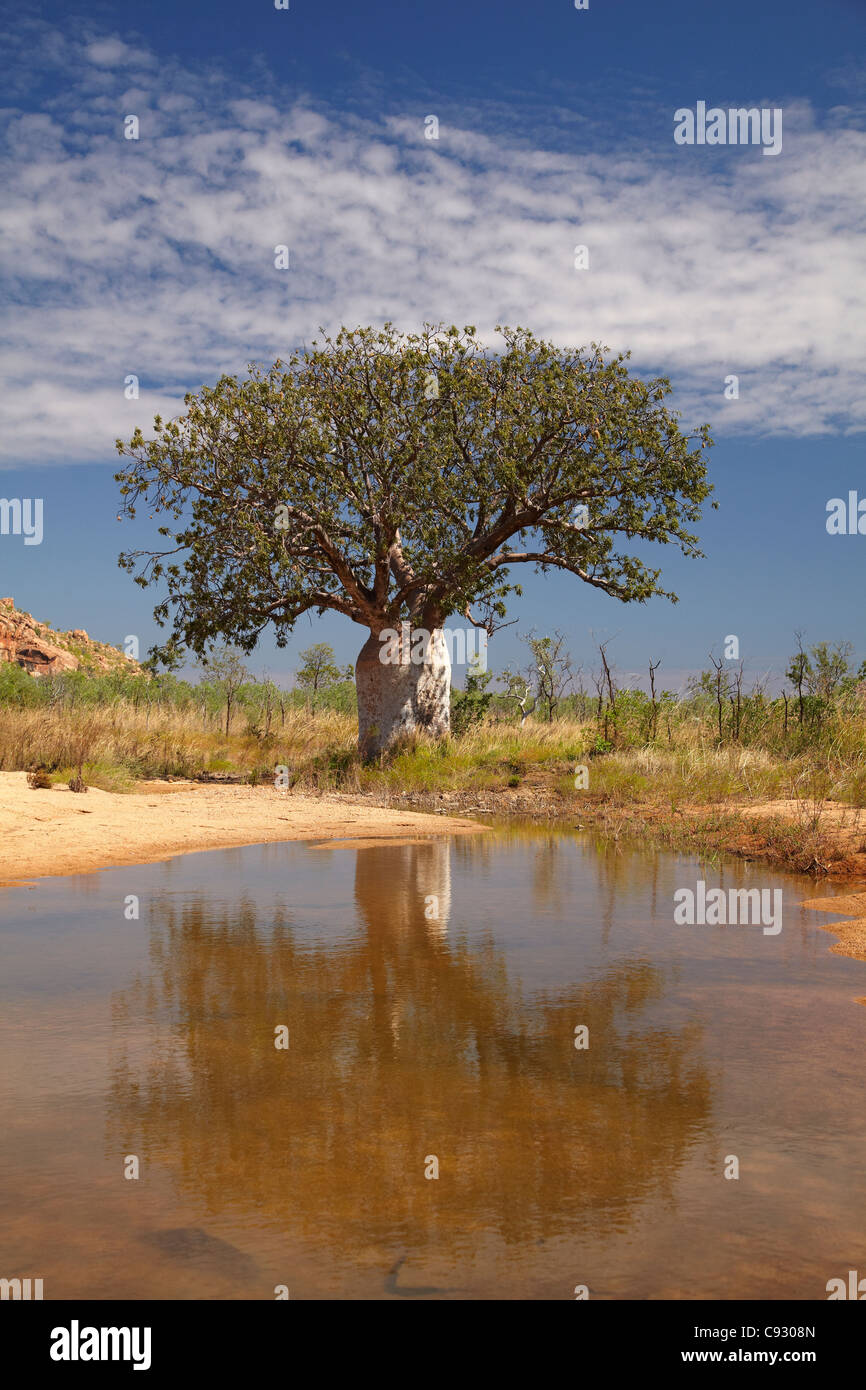 Boab tree and seasonal waterhole, Great Northern Highway, Kimberley ...