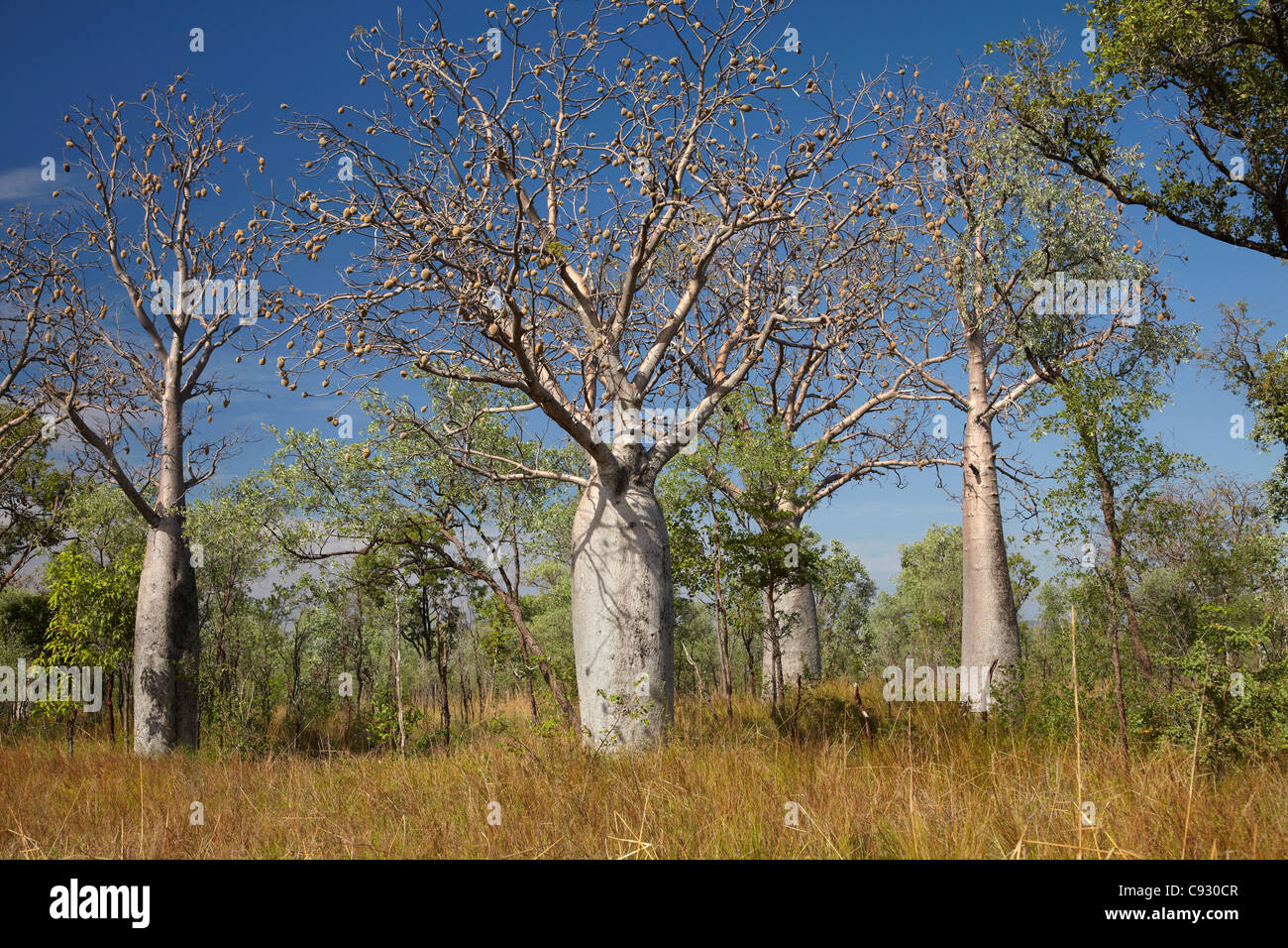 Boab trees, Great Northern Highway, near Kununurra, Kimberley Region ...