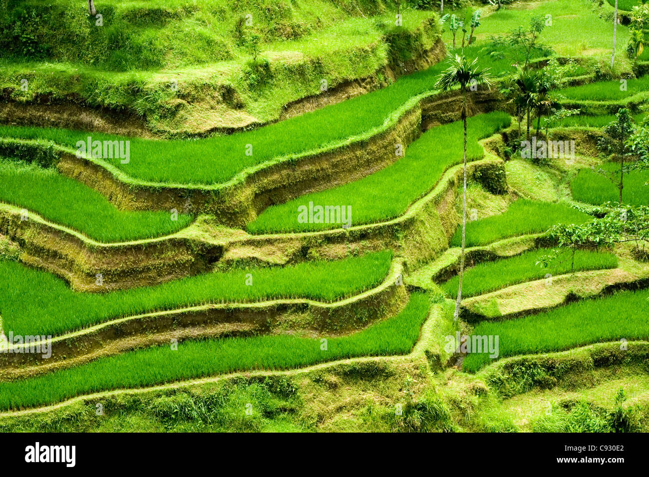 Green rice terraces in Bali, Indonesia Stock Photo - Alamy