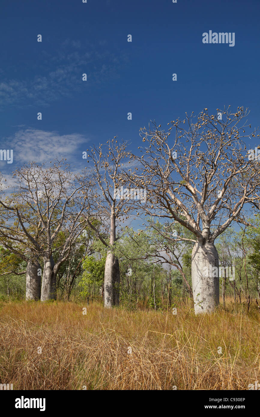 Boab trees, Great Northern Highway, near Kununurra, Kimberley Region ...