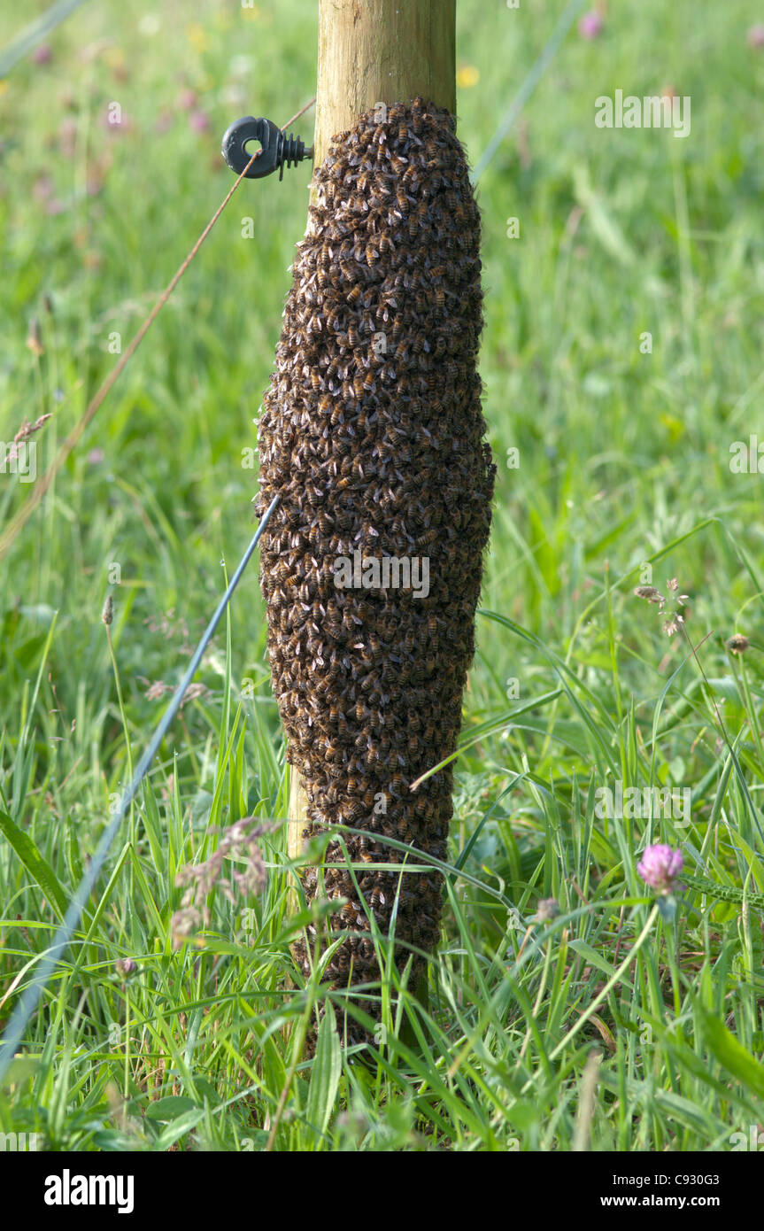 Bees Nest In A Tree Stock Photos & Bees Nest In A Tree Stock Images - Alamy