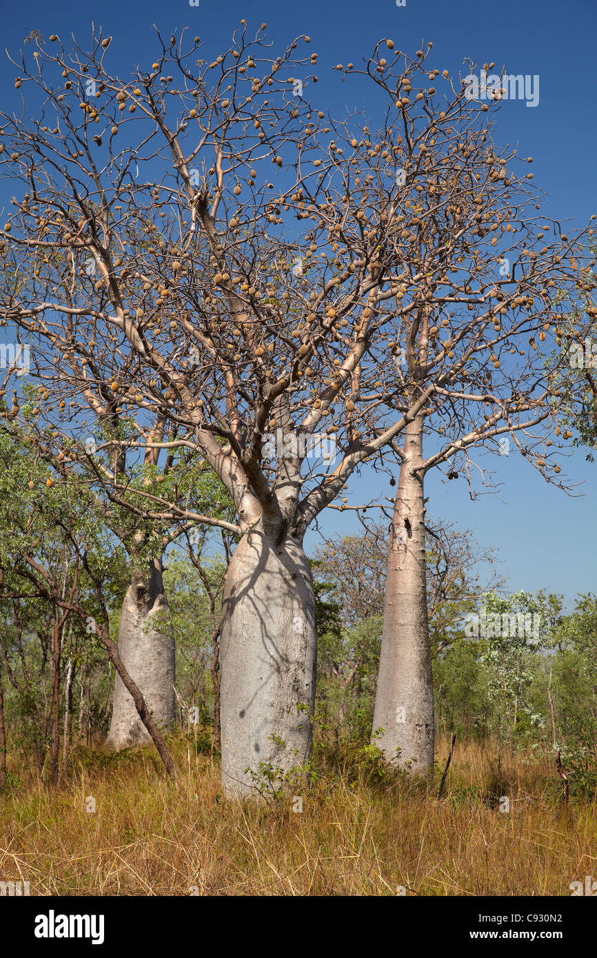 Boab trees great northern highway hi-res stock photography and images ...