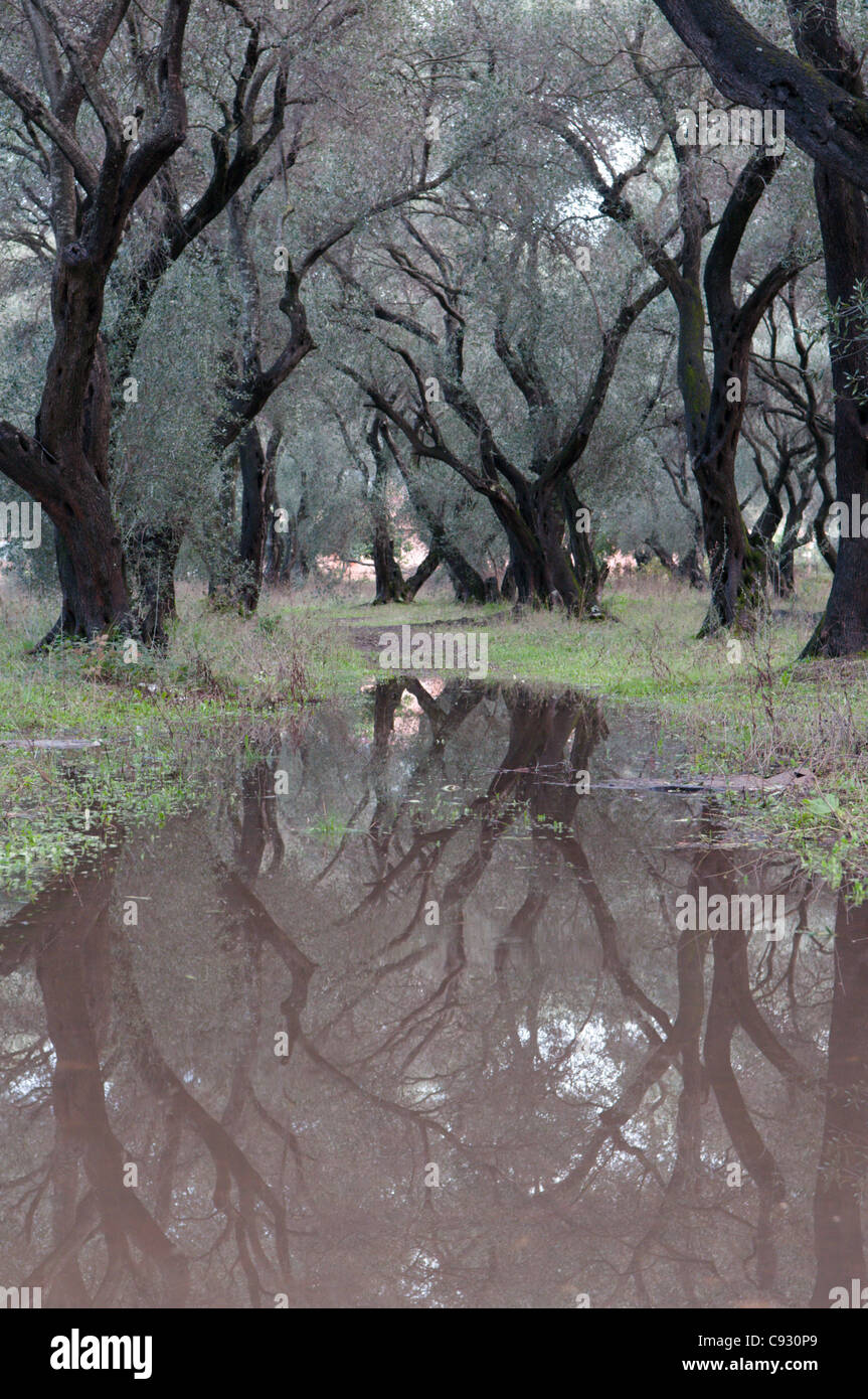 Corfu Greece. October. Olive grove after storm Stock Photo - Alamy