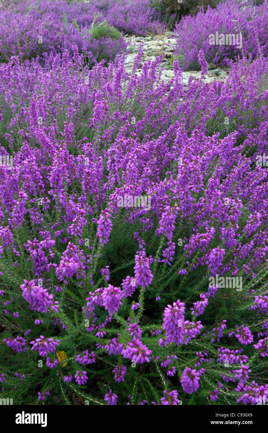Bell Heather Erica cinerea Iping Common Nature Reserve Midhurst Sussex ...