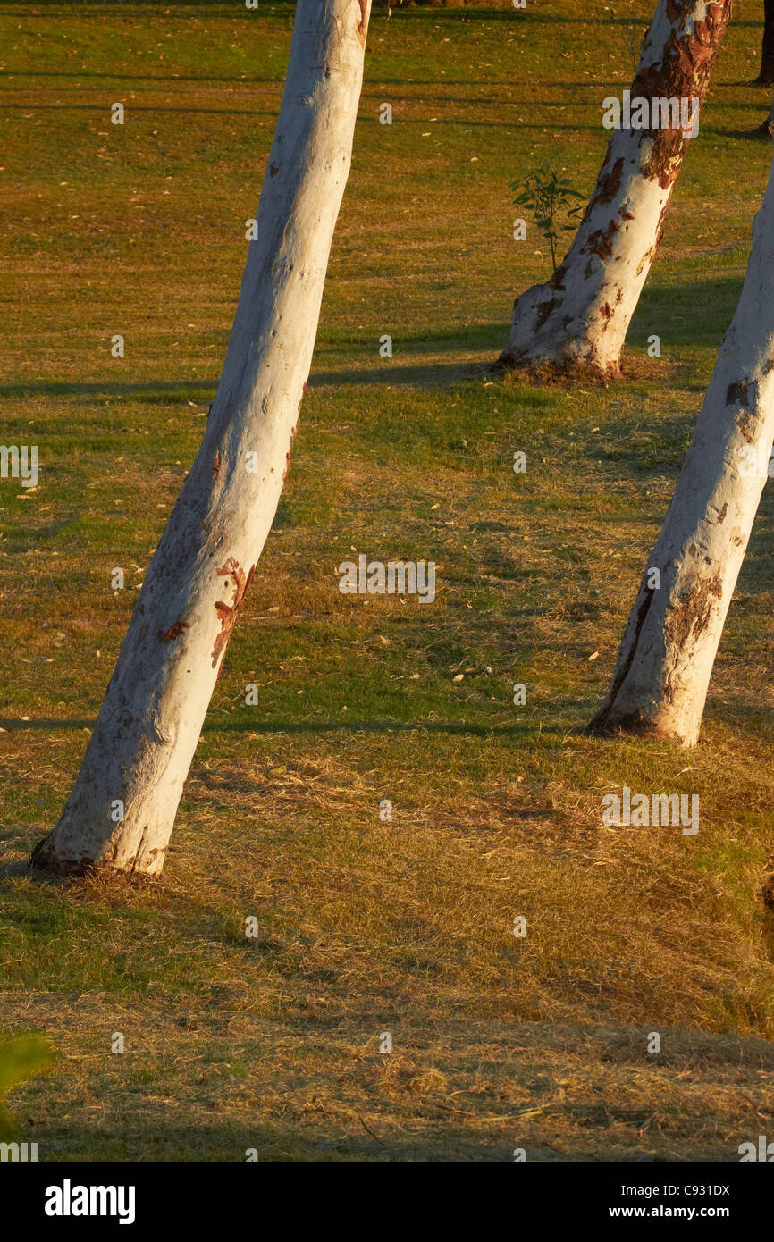 Gum Trees, Celebrity Tree Park, Kununurra, Kimberley Region, Western ...