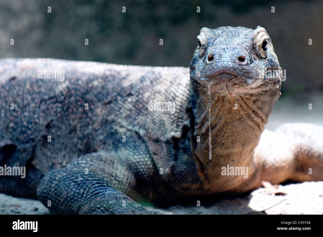 Drooling Komodo Dragon Stock Photo - Alamy
