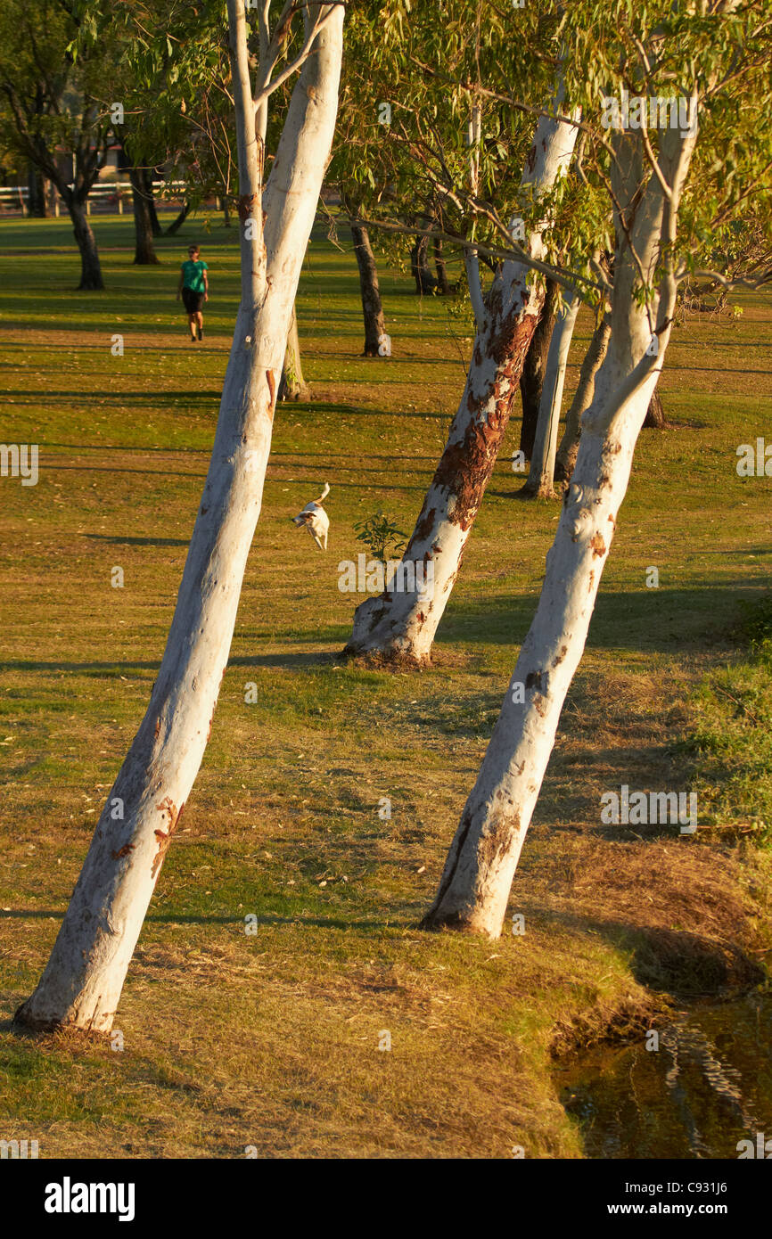 Gum Trees, Celebrity Tree Park, Kununurra, Kimberley Region, Western ...