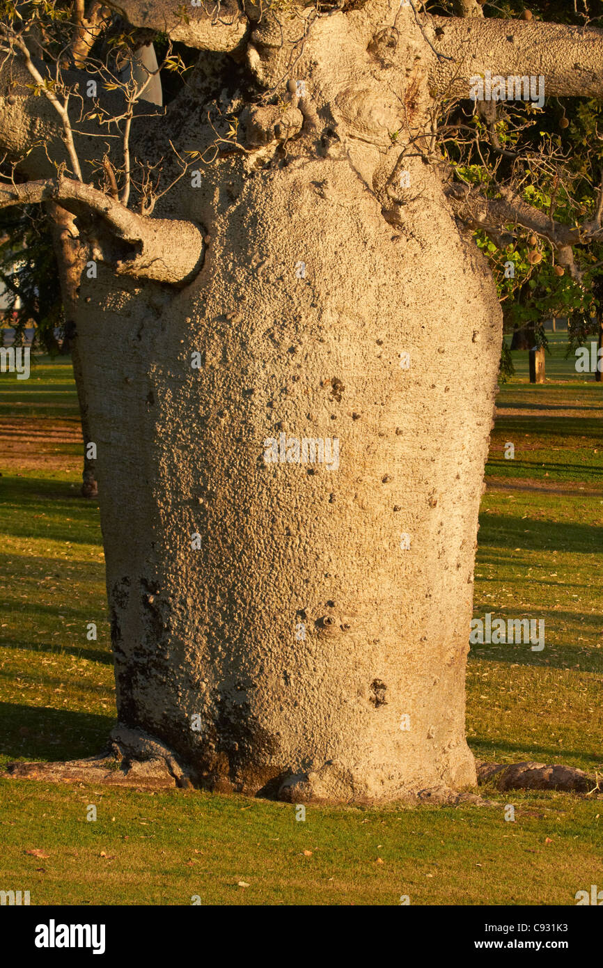 Boab Tree, Celebrity Tree Park, Kununurra, Kimberley Region, Western ...