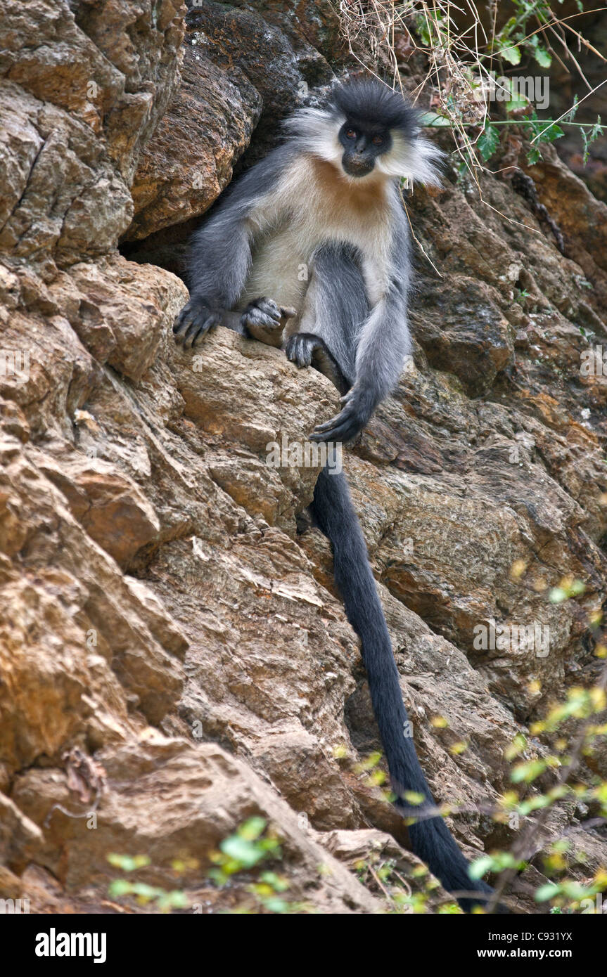 A capped Langur photographed in the Lingmethang valley, west of Mongar ...