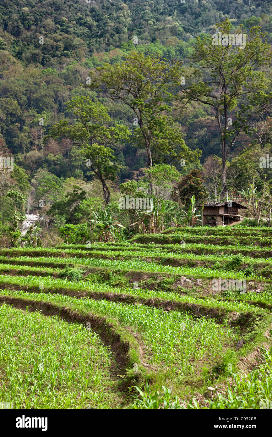 Maize fields hi-res stock photography and images - Alamy