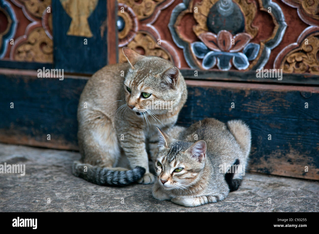 Monastery cats trongsa dzong fortress hi-res stock photography and ...