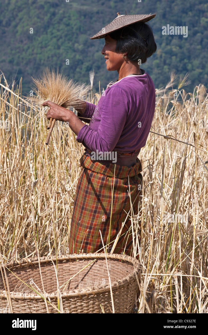 A woman harvests corn at her family s hillside farm in the Mangde Chhu ...