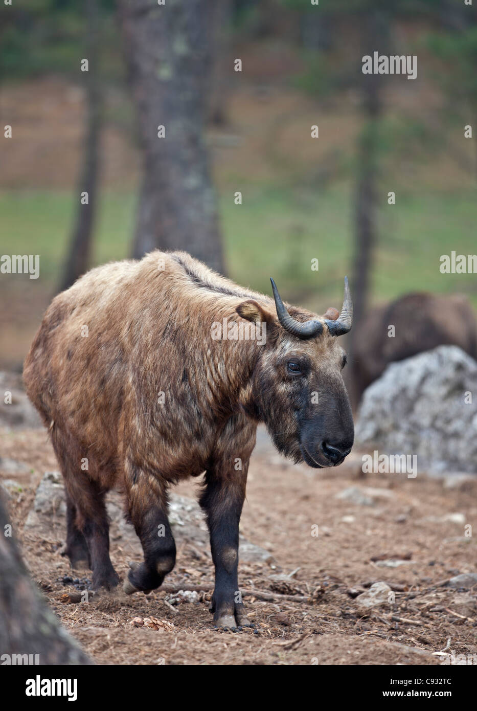 Motithang takin hi-res stock photography and images - Alamy
