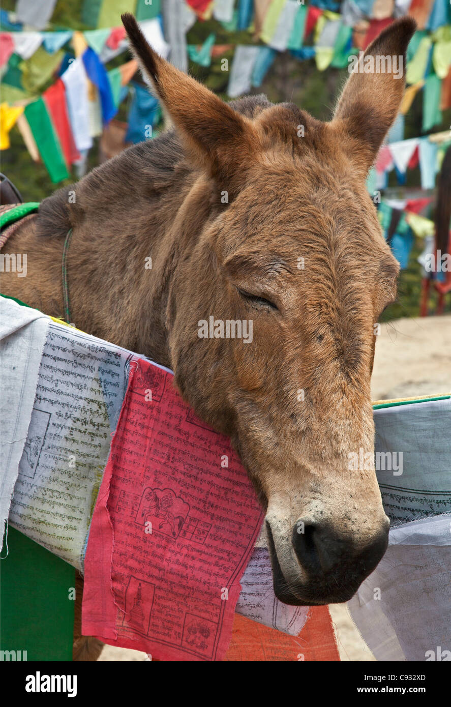 Bhutan tiger's nest prayer flags hi-res stock photography and images ...