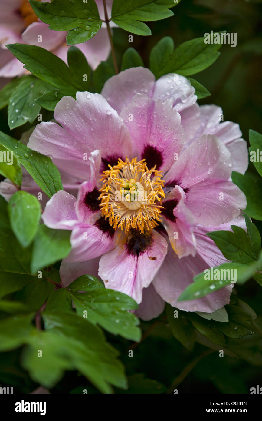 Wild Peony Stock Photos & Wild Peony Stock Images - Alamy
