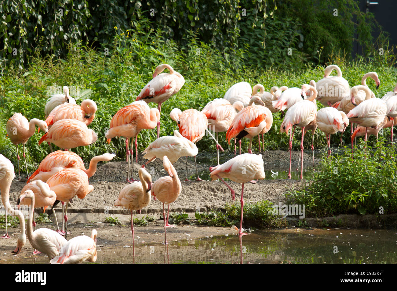 pink Phoenicopterus inside Berlin zoo Stock Photo - Alamy
